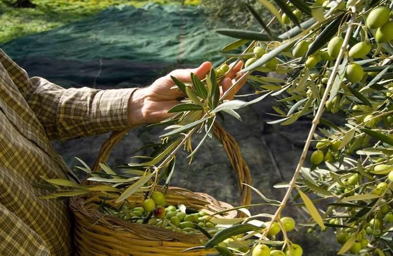 Ελιά – Ποια είναι τα πιο συχνά λάθη που γίνονται στην συγκομιδή ...